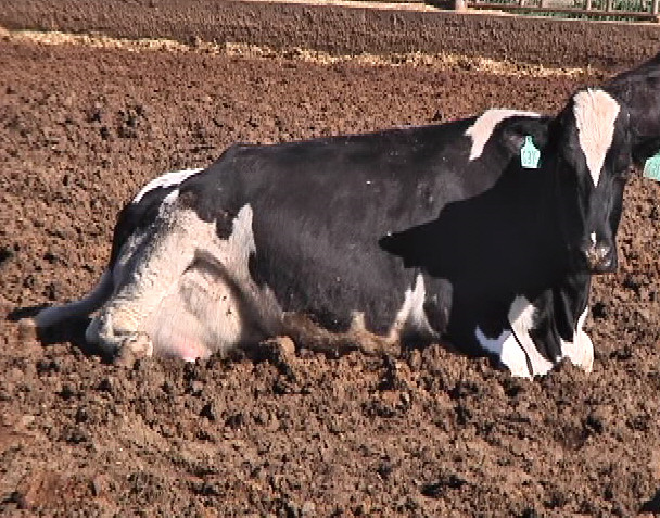 Deputies Rope in Cattle Rustling Suspect – NBC Los Angeles