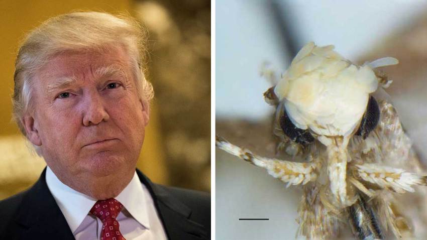 California Scientist Names Newly Discovered Moth Species After Donald ...
