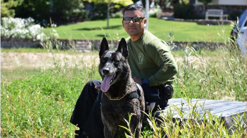 California Police K9 Loses Teeth in Takedown After Wild Chase – NBC Los ...