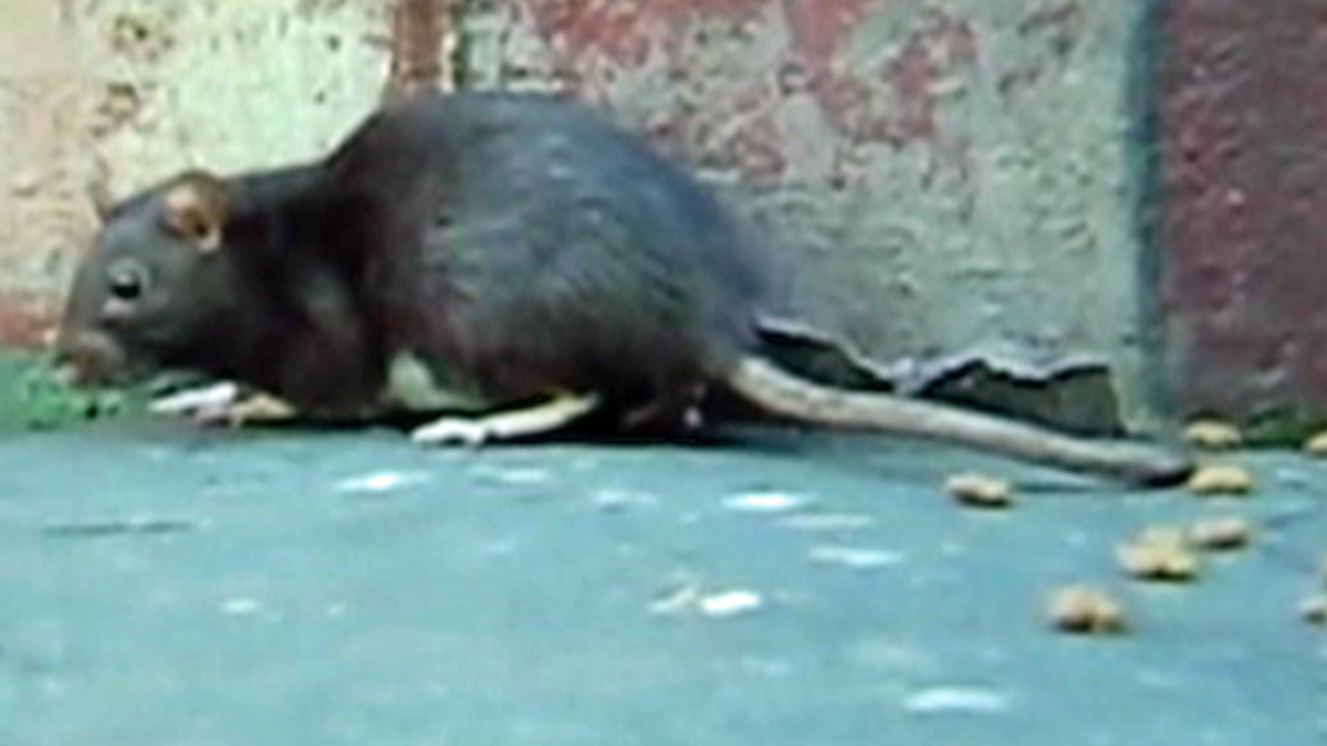 San Francisco Woman Breeds Rats, Releases Them in City Parks – NBC Los ...