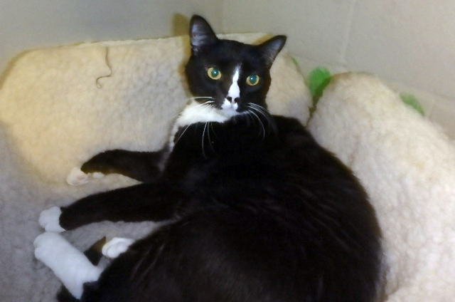 Pet of the Week: Timothy the Tuxedo Cat – NBC Los Angeles
