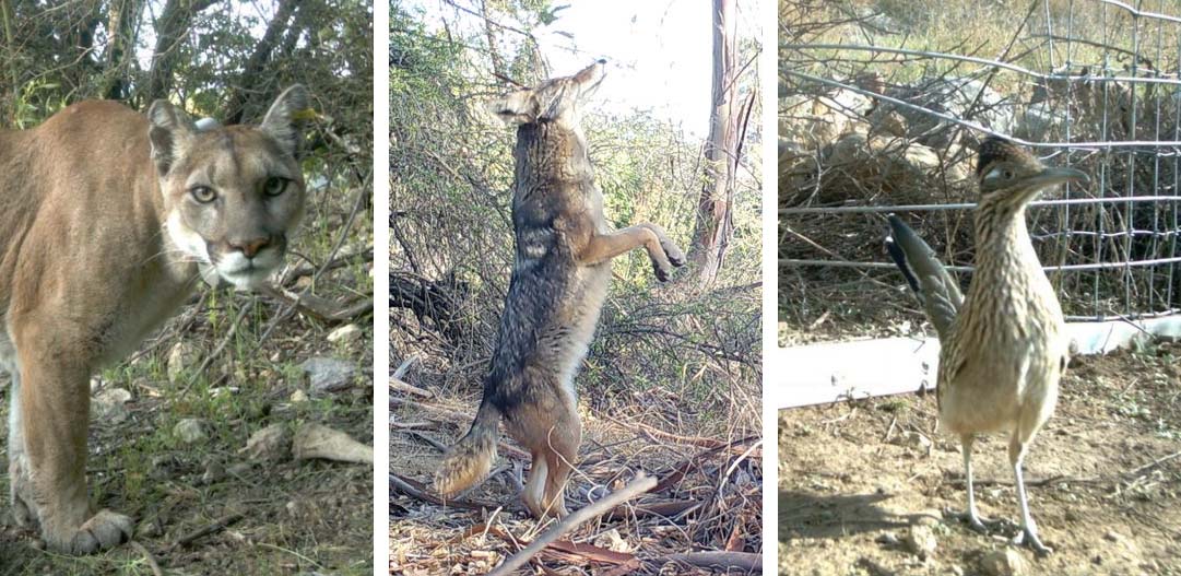Photos: Animals Caught on Camera in Los Angeles’ Urban Wilderness – NBC ...