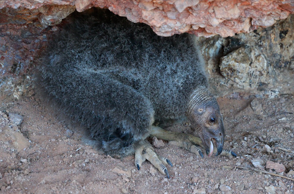 Baby Condor Breaks Pinnacles National Park’s 100-Year Nesting Drought ...