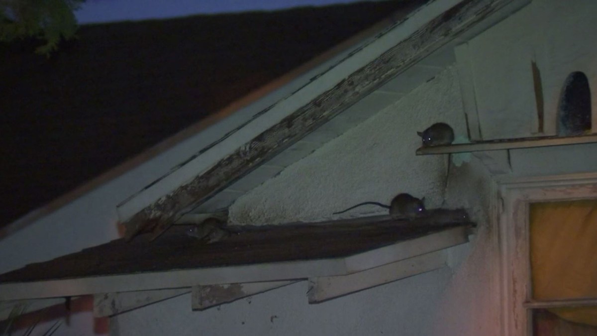 Health Inspector Responds to Reported Rat Infestation on Street in Lake ...