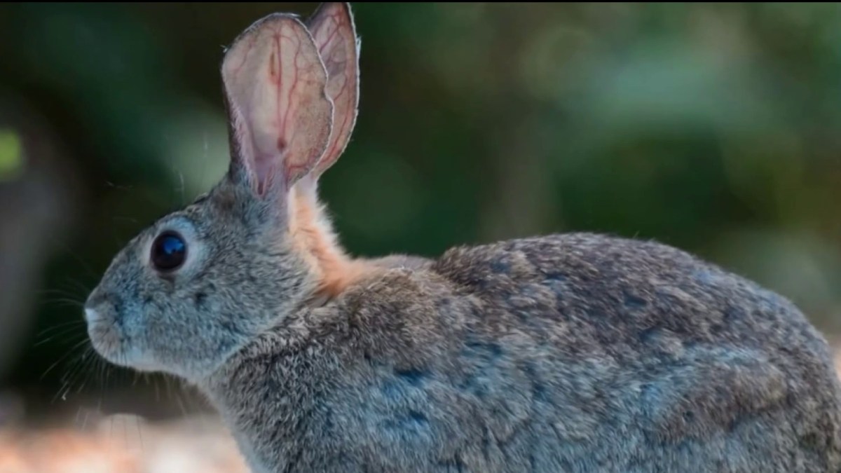 Highly Contagious and Deadly Rabbit Disease Found in California for ...
