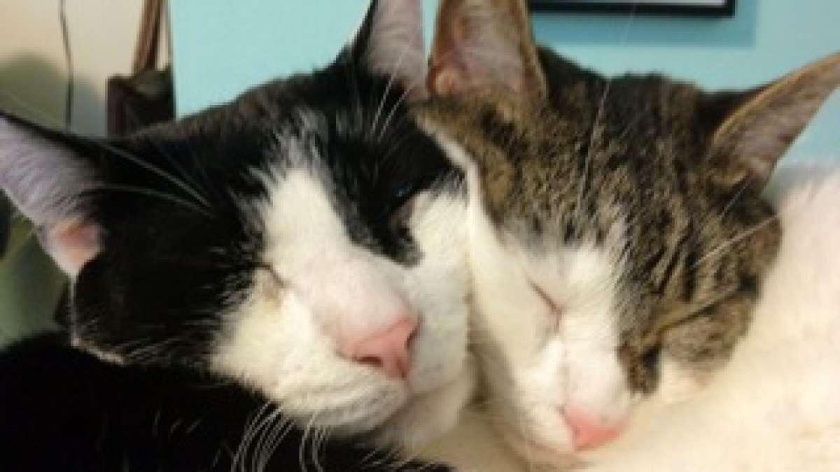 Spay and Neuter Cats for Free With LA Animal Services Through April 30 ...