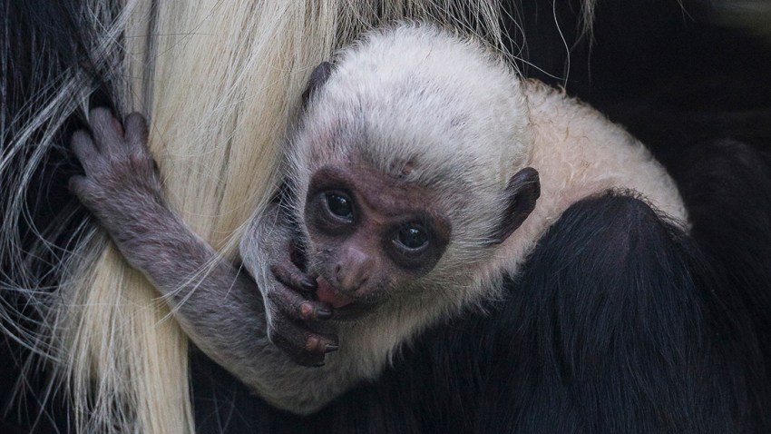 Angolan Colobus Monkeys Take Turns Raising an Infant at San Diego Zoo ...