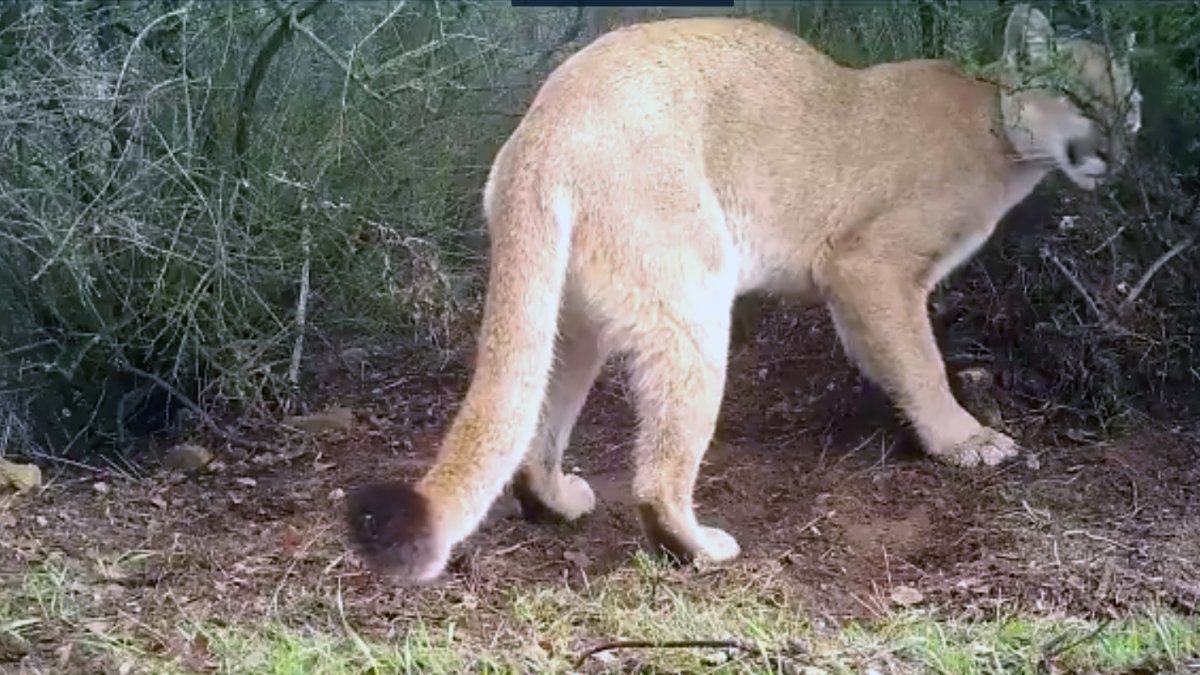 Mountain Lion Found Dead of Mange Complications in Santa Monica ...