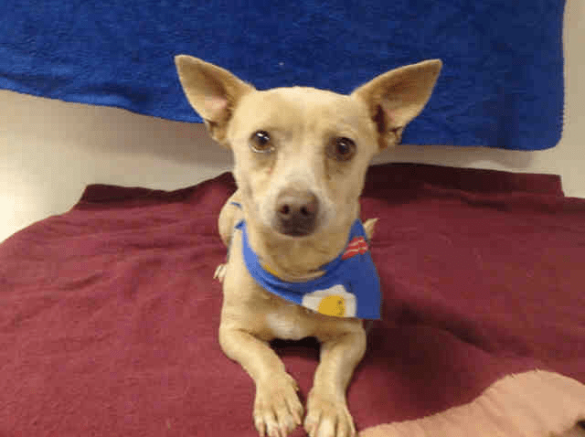 Pet of the Week: Tommy – NBC Los Angeles
