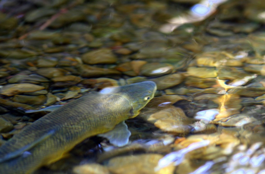 Santa Ana Sucker Fish Fight Headed to Court – NBC Los Angeles