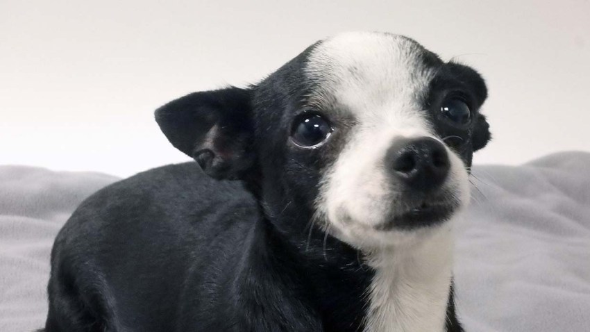 Pet of the Week: Taffy – NBC Los Angeles