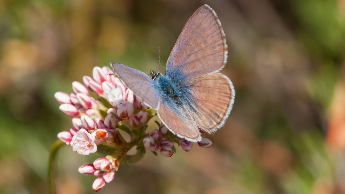 OC Butterflies Are Taking Over Social Media – NBC Los Angeles