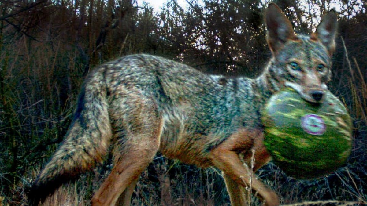 Watermelon-Loving Coyote Spied on Local Trail Cam – NBC Los Angeles
