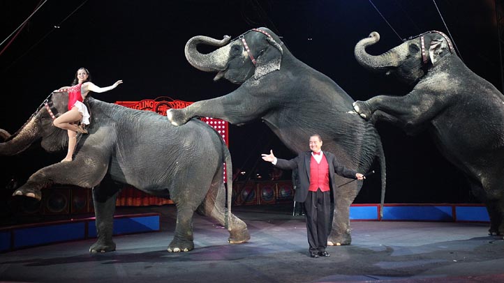 PETA Protests Ringling Circus – NBC Los Angeles