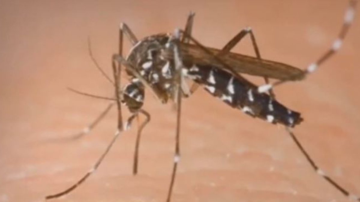 Orange County releases sterilized mosquitoes to cut ankle biters – NBC ...