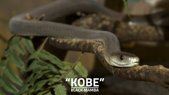 Atlanta Hawks Name Snake After Kobe Bryant – NBC Los Angeles