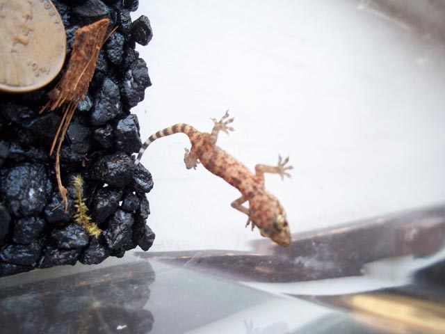 Geckos Mark Historic Find for LA County – NBC Los Angeles