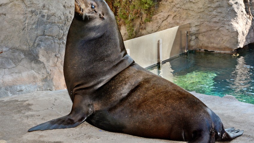 Buddy the Blind, 700-Pound Sea Lion to Make LA Zoo Debut – NBC Los Angeles
