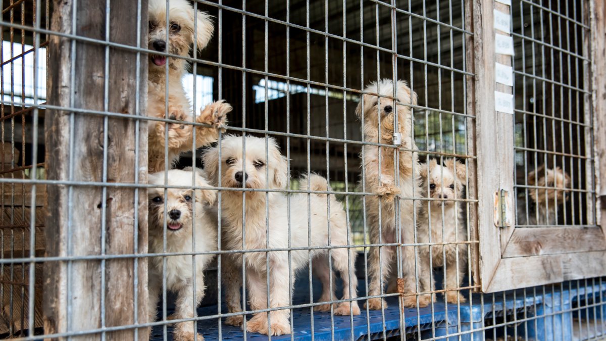 New California animal-protection laws starting in 2026 – NBC Los Angeles