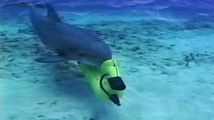 Dolphin Diver Drowns During Navy Training Exercise – NBC Los Angeles