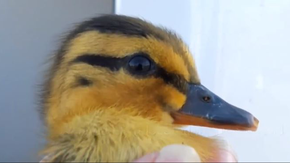 Duck sanctuary seeks donations, fosters after hundreds of balut eggs ...