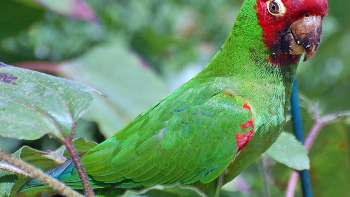 Parrots Put On a Show in Burbank – NBC Los Angeles