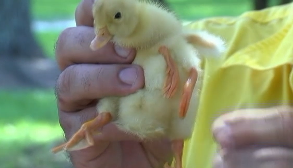 Four – Legged Duckling Warms Hearts – NBC Los Angeles