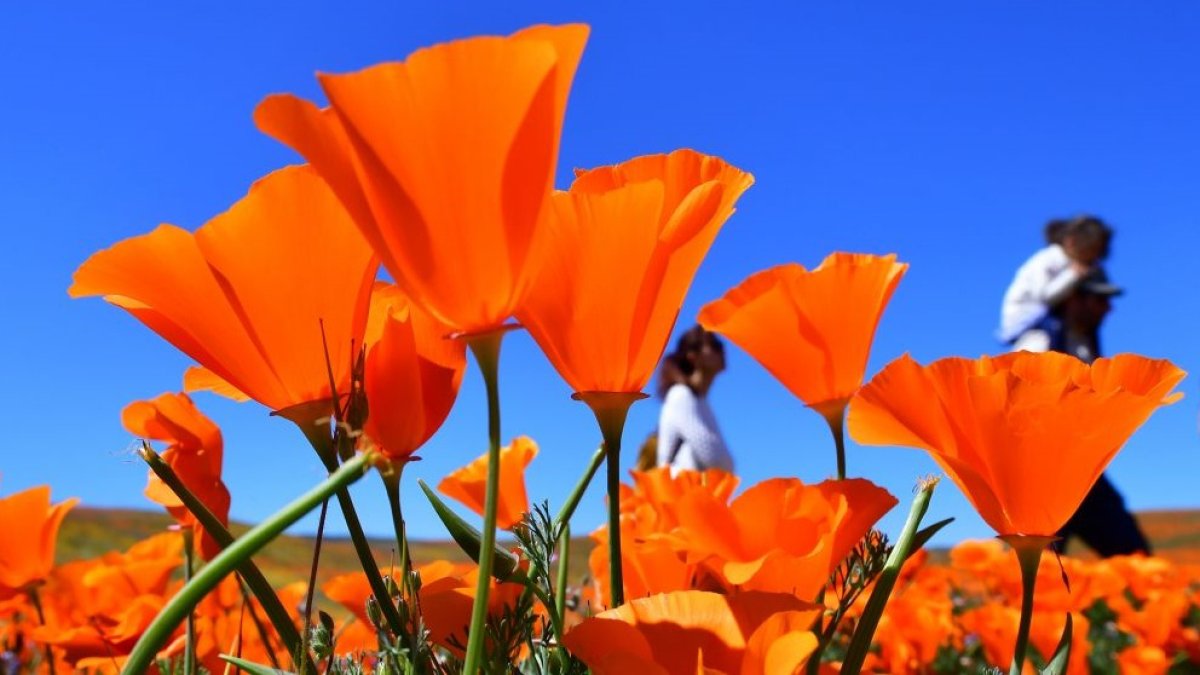 Poppy People, It’s Time to Volunteer – NBC Los Angeles