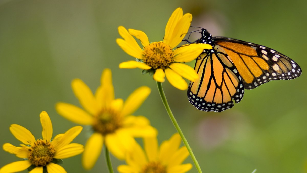 Explore ‘Botanical LA’ During an At-Home Tour – NBC Los Angeles