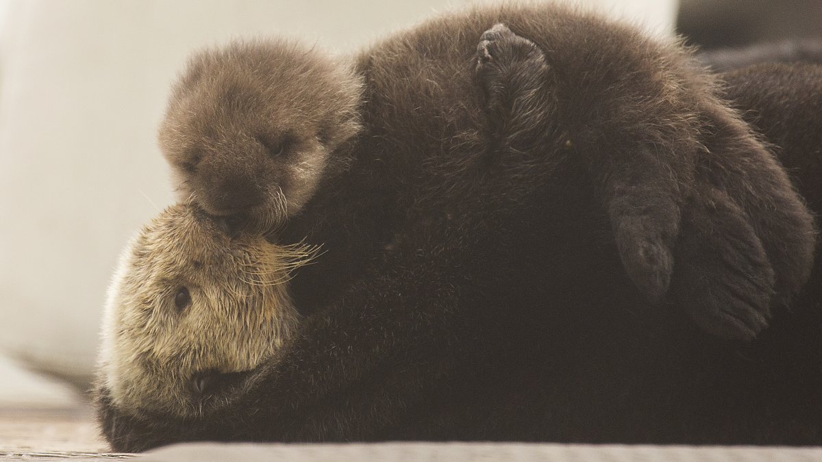 Monterey’s Baby Critters Boast the Cuteness We Need – NBC Los Angeles