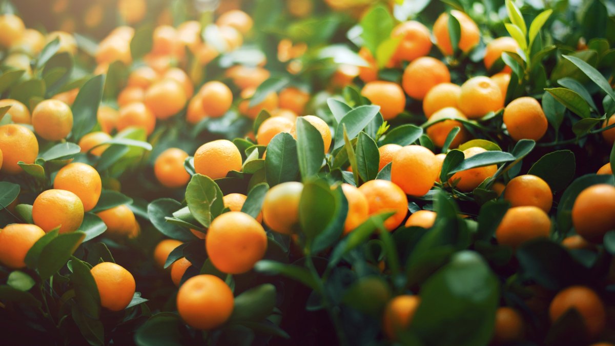 Share Fruit, Find Free Fruit During LA Fruit-Share – NBC Los Angeles