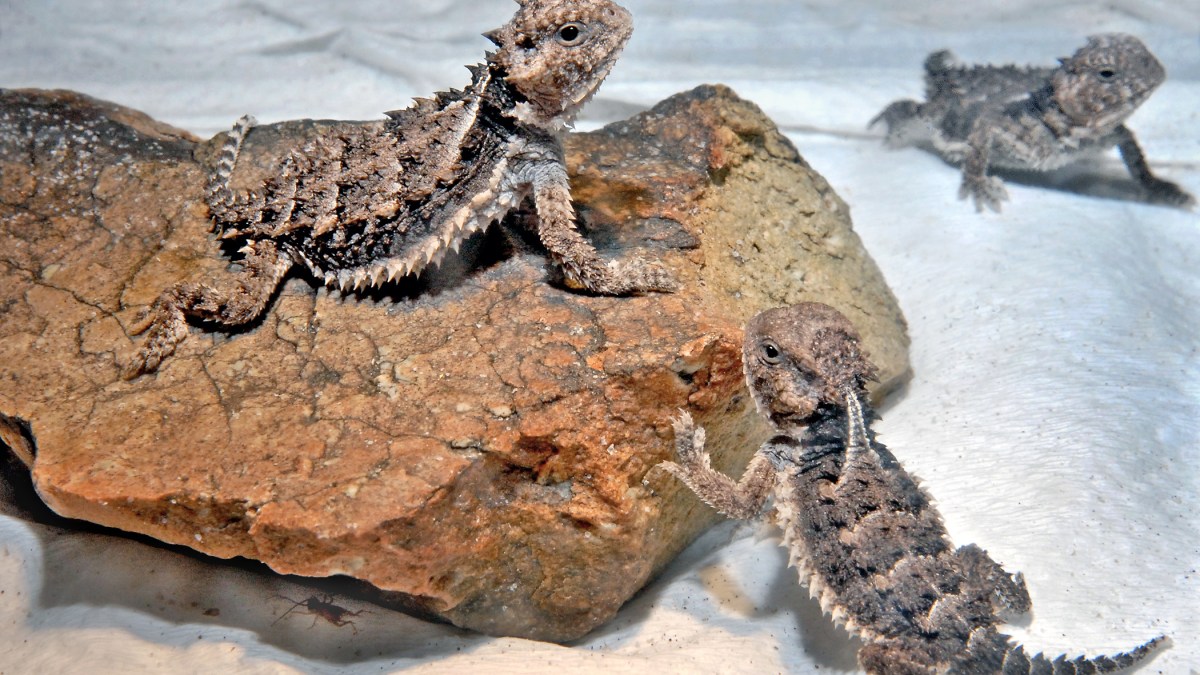 LA Zoo Celebrates Rare Giant Horned Lizard Birth – NBC Los Angeles