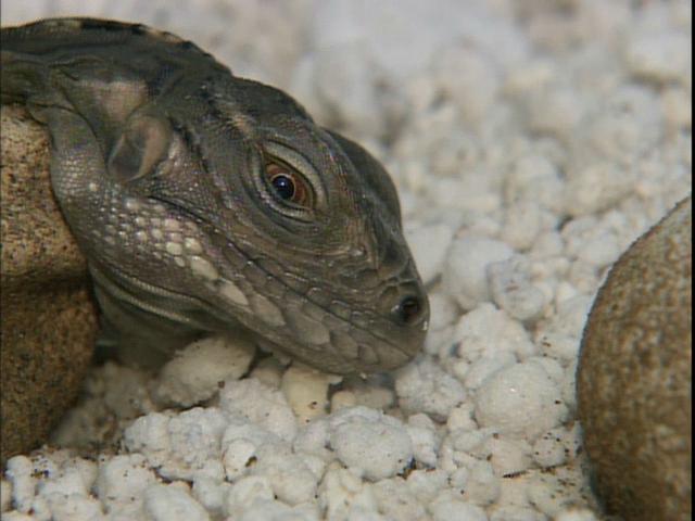 New Babies Hatch for Endangered Iguanas – NBC Los Angeles