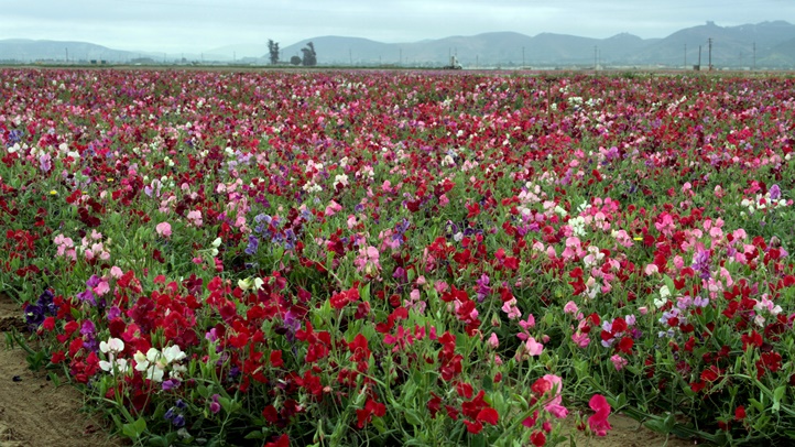 Lompoc Flower Fields: Sweet Pea Time – NBC Los Angeles
