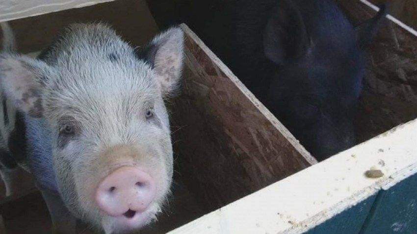 Kentucky Community Joins Search for Suspect in Brutal Therapy Pig ...