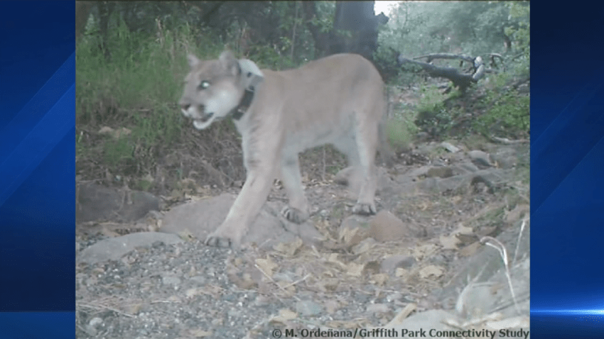 P-22 Makes Overnight Return to LA Zoo – NBC Los Angeles