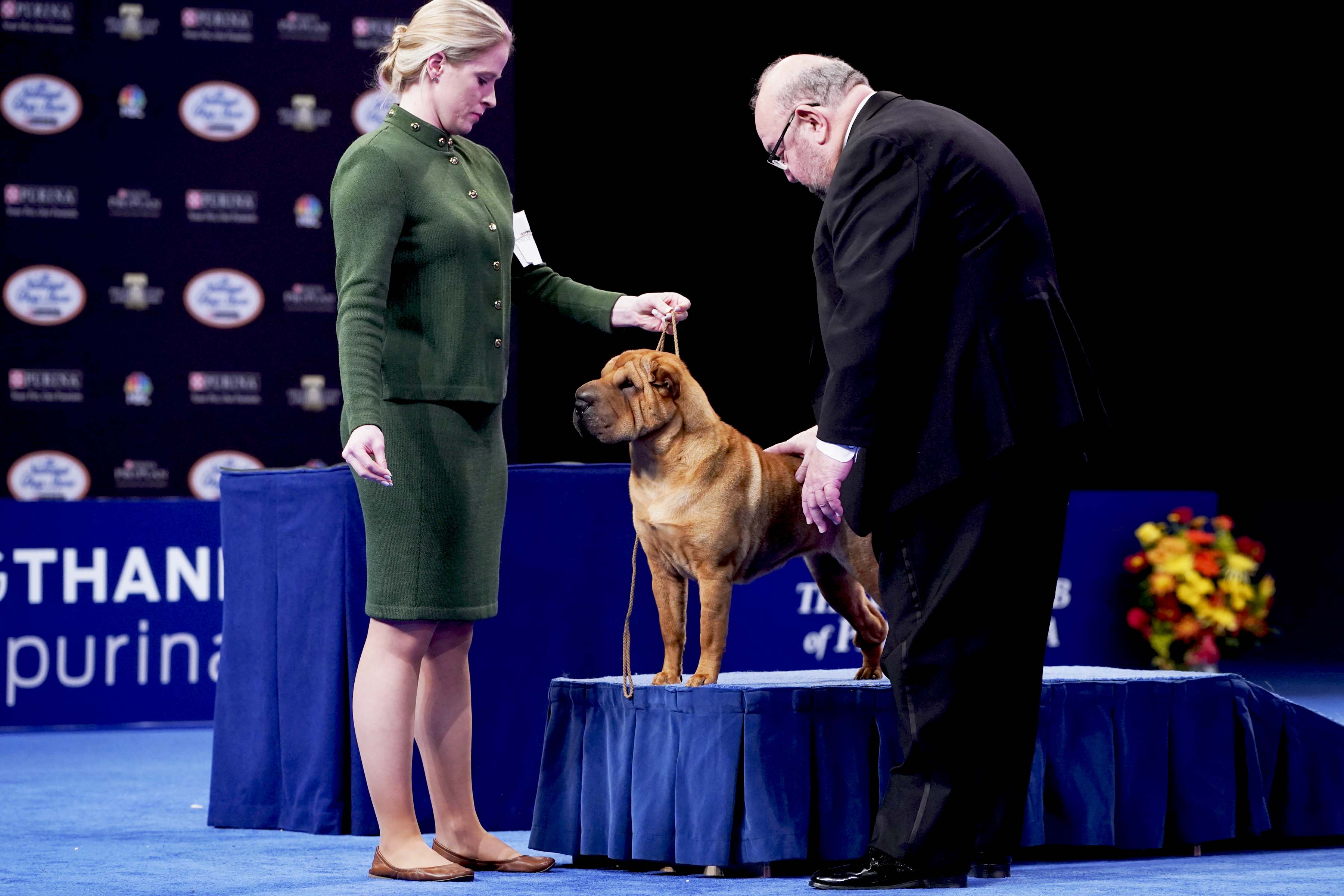 How to watch the 2025 National Dog Show – NBC Los Angeles