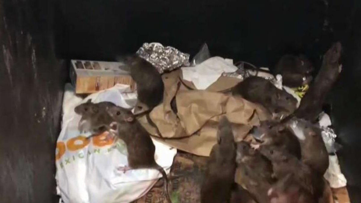 Rat Infestations Increasing With Rain – NBC Los Angeles