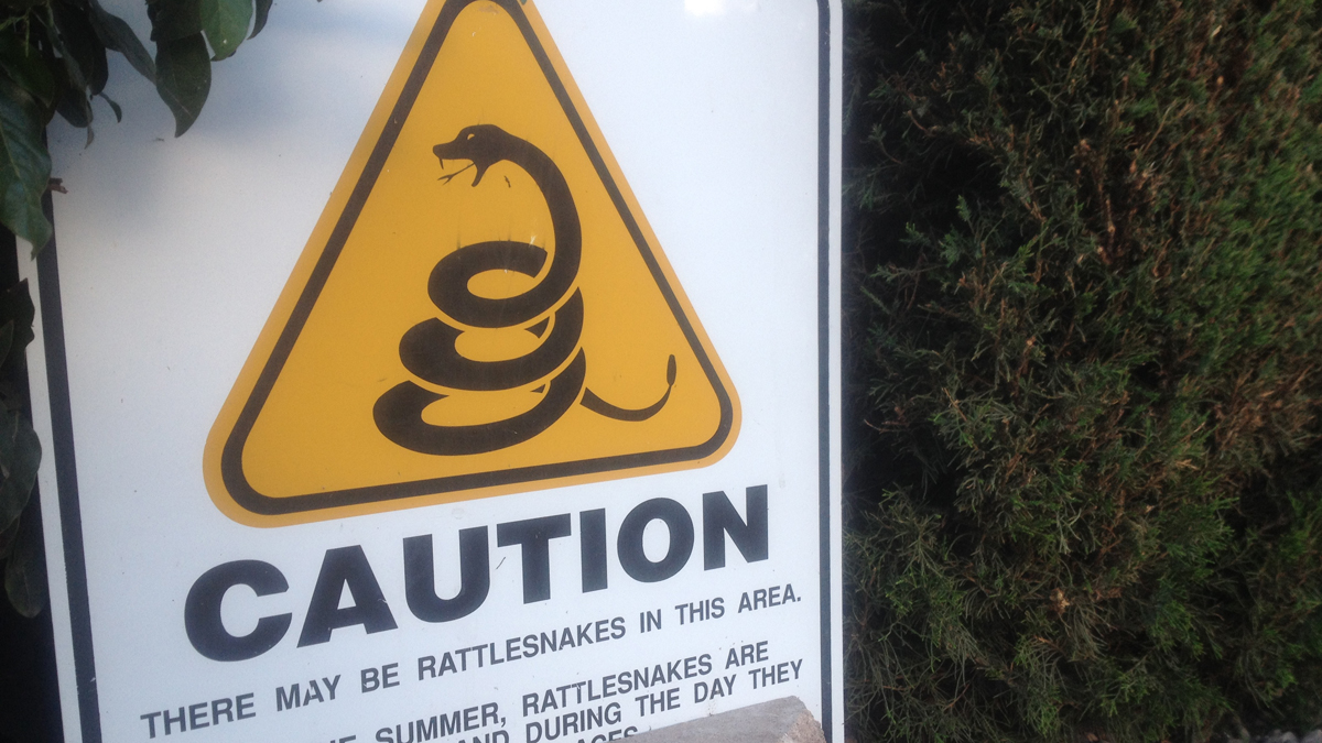 It’ll Be Hard to Avoid Rattlesnakes in SoCal this year. Here’s What to ...
