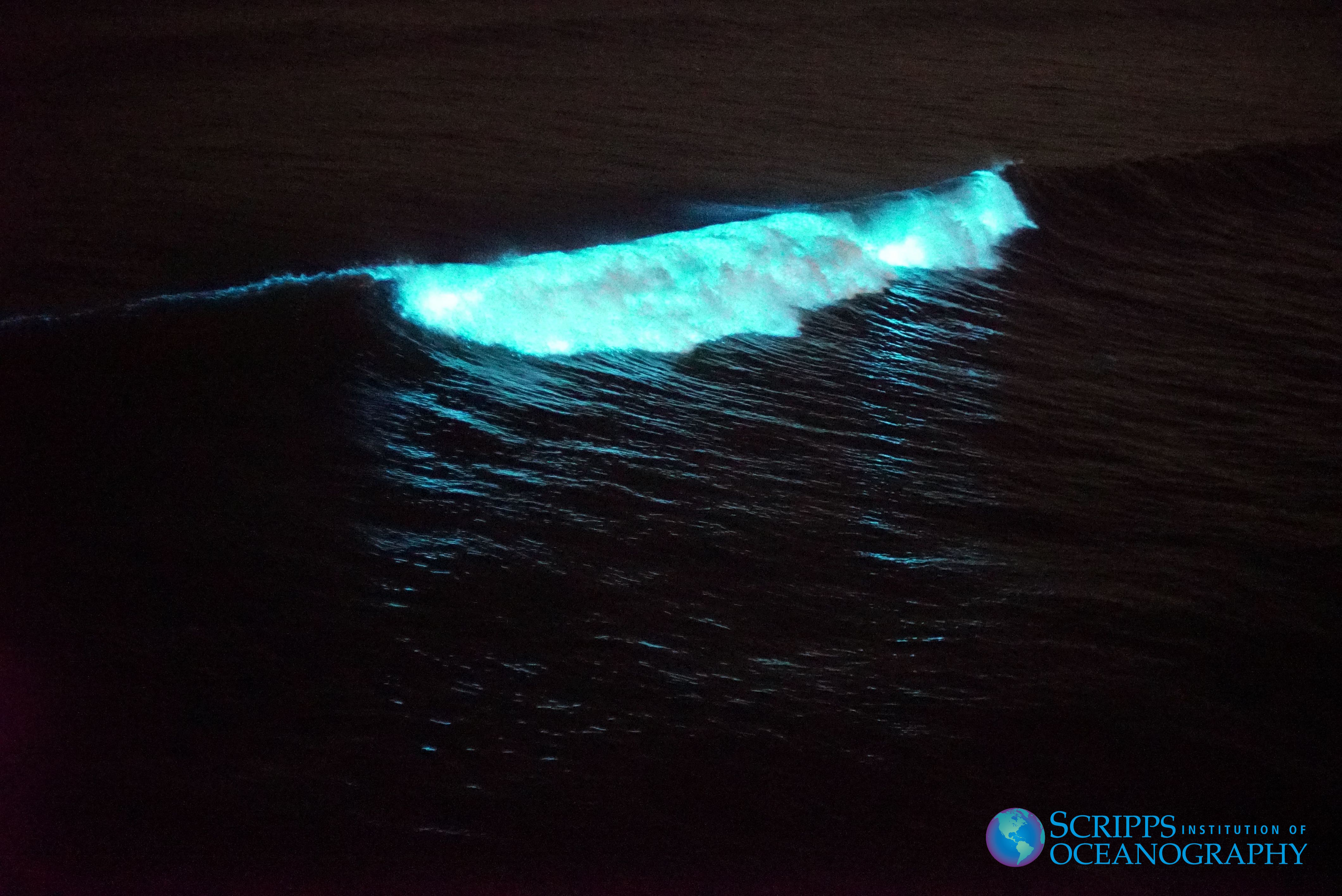 How Can I See the Blue Waves From Home? – NBC Los Angeles