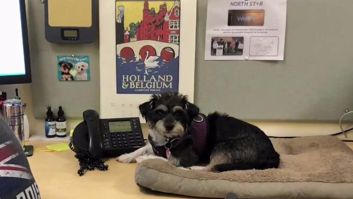 More Companies Allowing Employees to Bring Dogs to Work – NBC Los Angeles