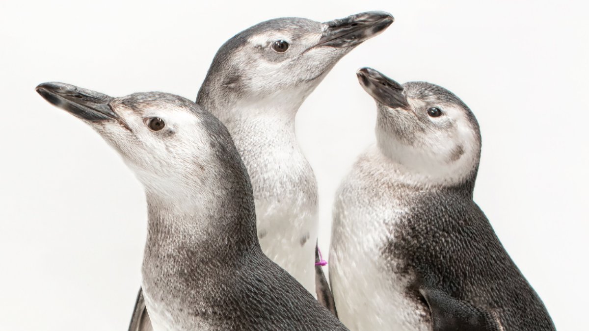 Penguins Are Parading Daily at the Aquarium – NBC Los Angeles