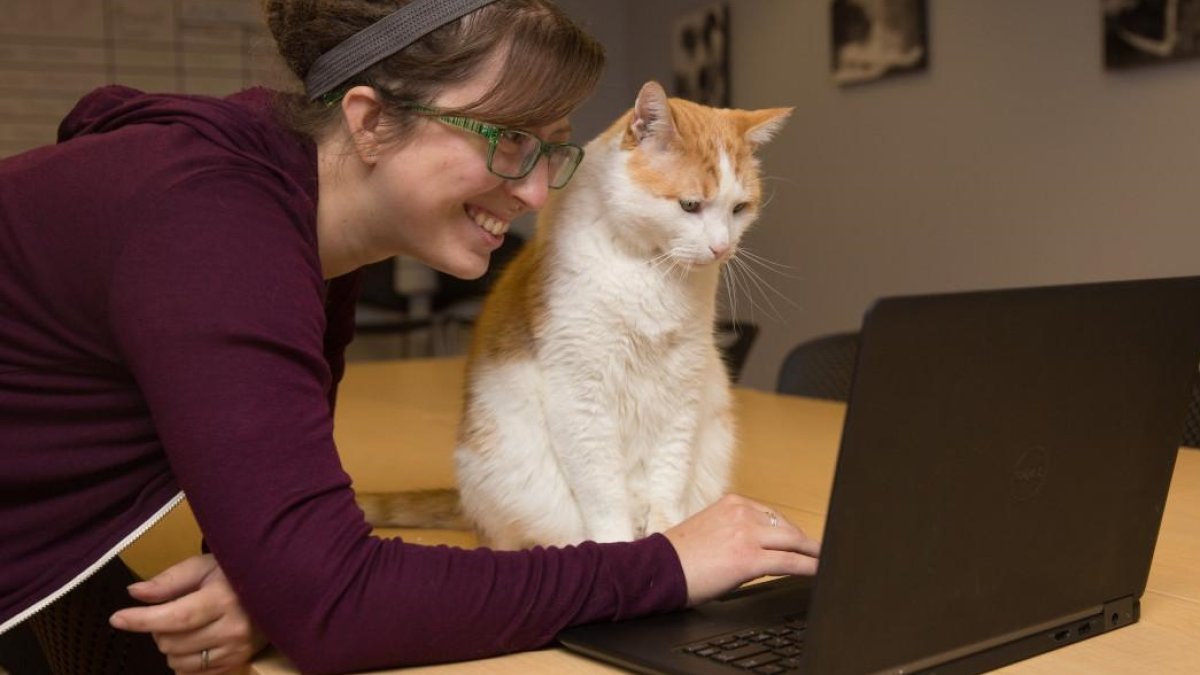 This Nationwide Virtual Pet Adoption Is a ‘First-Ever’ – NBC Los Angeles