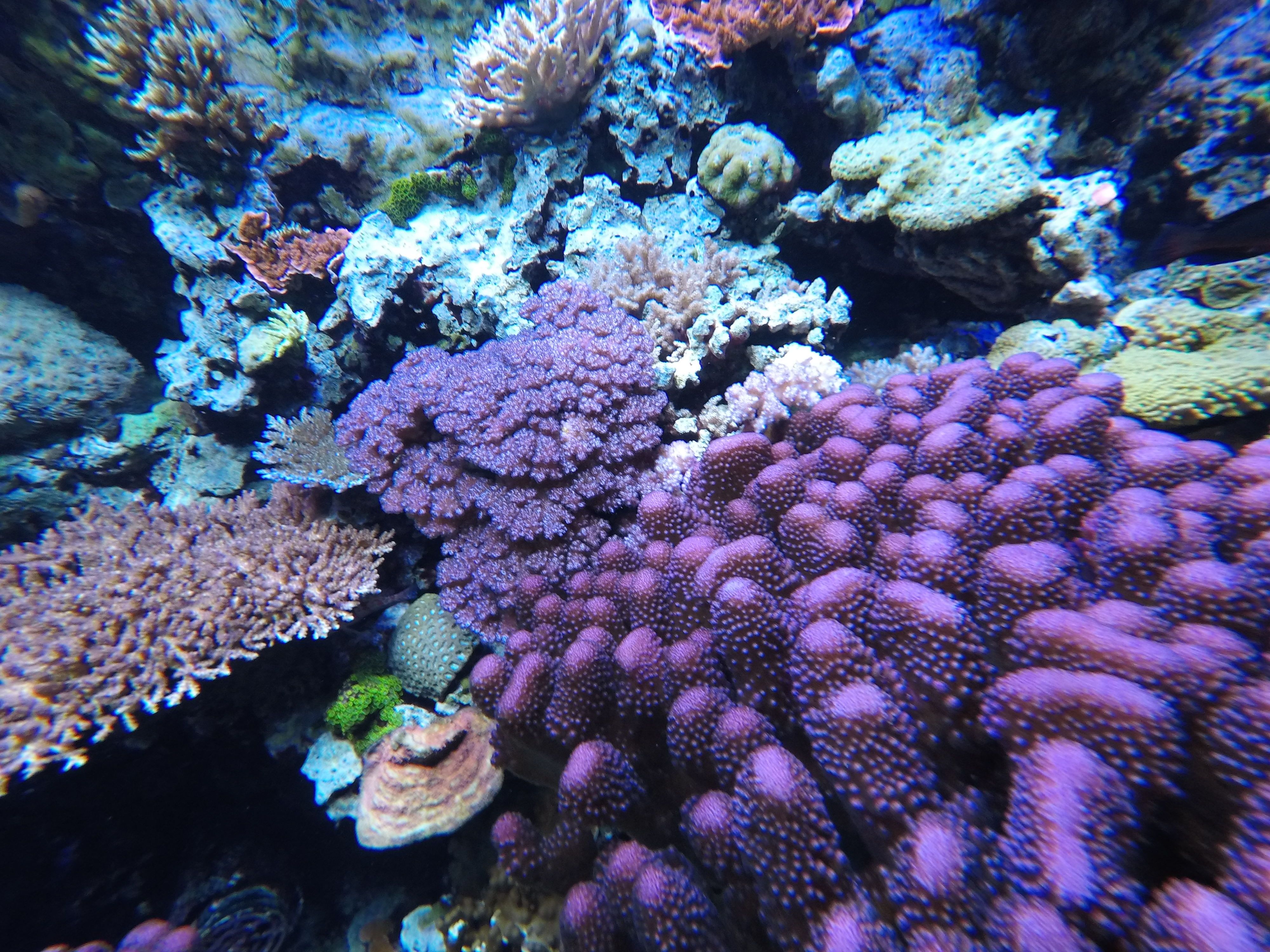 The Aquarium Is Reopening With a Coral Reefs Exhibit – NBC Los Angeles