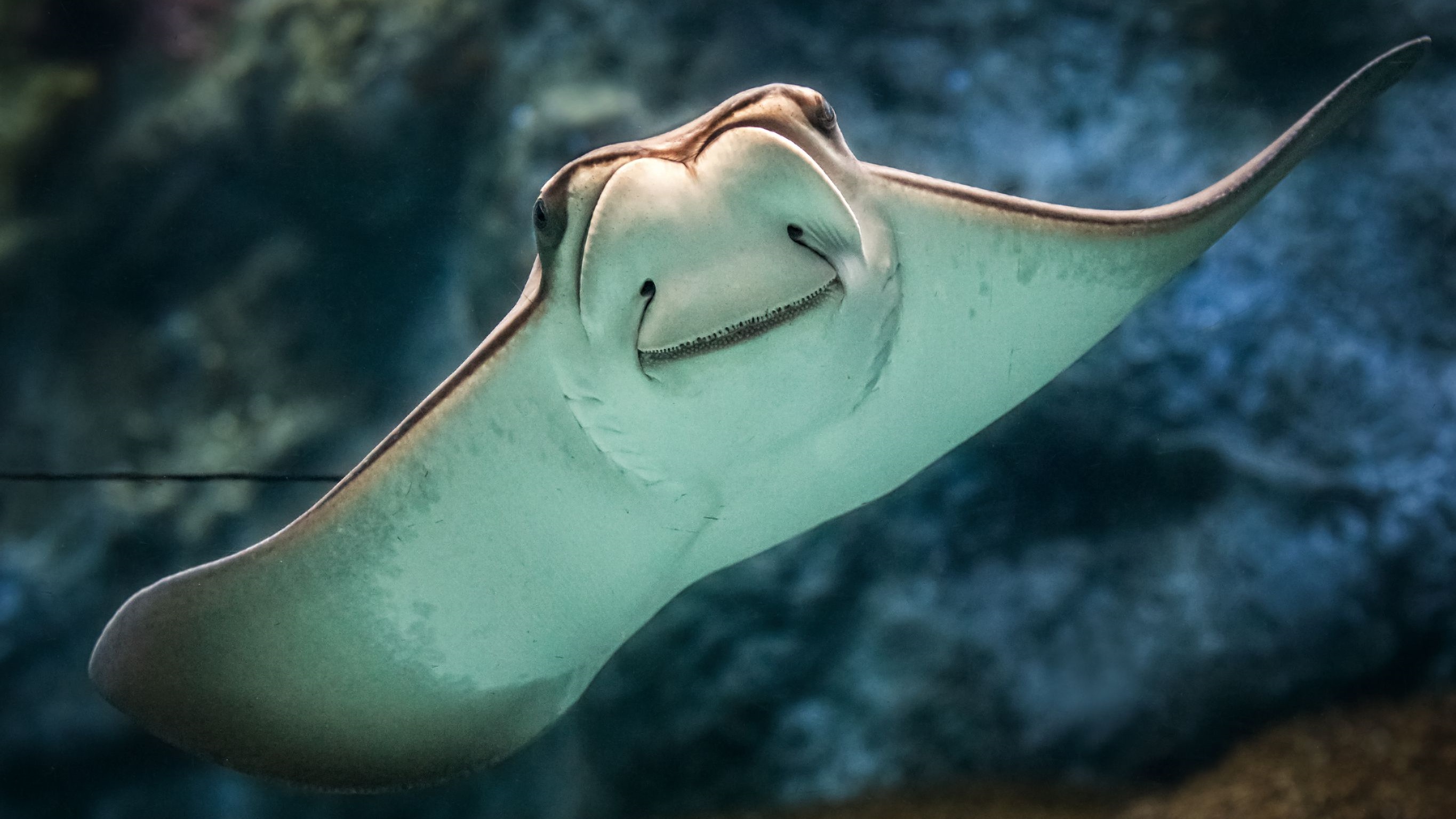 The Aquarium Is Reopening With a Coral Reefs Exhibit – NBC Los Angeles