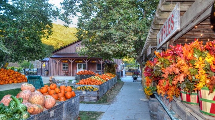 Avila Valley Barn: Autumn Outing in SLO – NBC Los Angeles