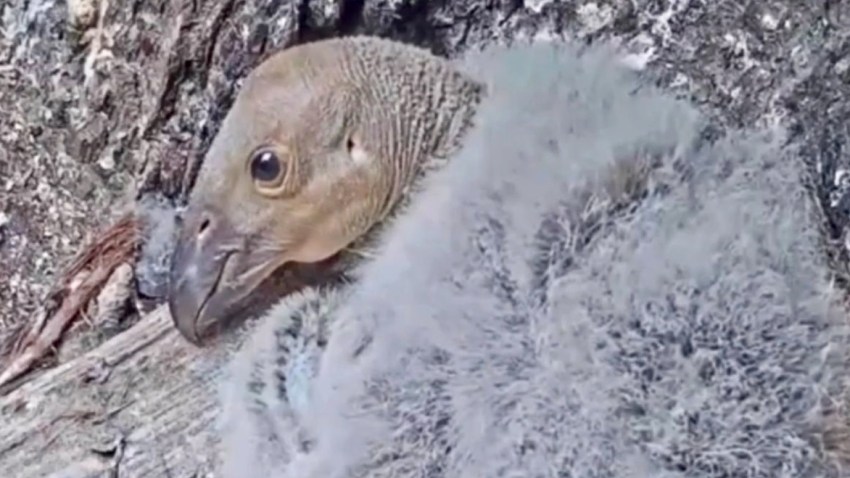 Help Name This Baby Condor – NBC Los Angeles