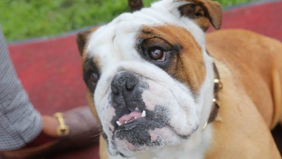 Bulldogs Reigned as Rain Soaked Cute Contest – NBC Los Angeles