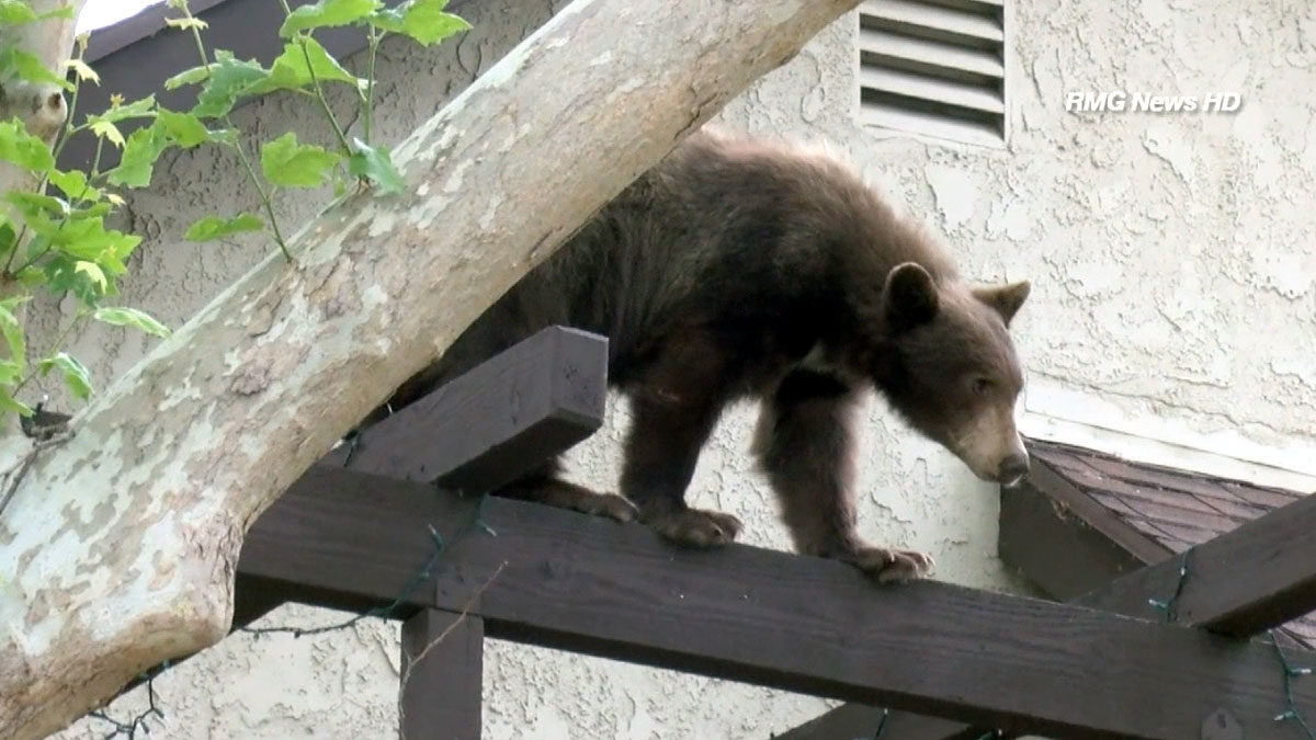Acrobatic Bear Performs Balancing Act on Apartment Rooftop – NBC Los ...