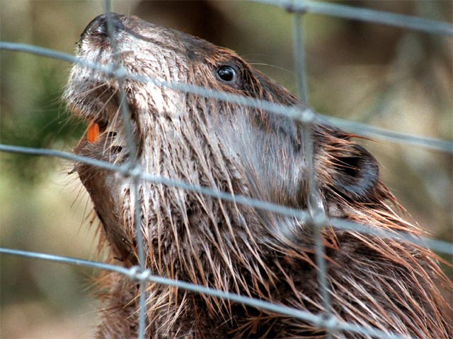 Cure For Beaver Fever: You – NBC Los Angeles